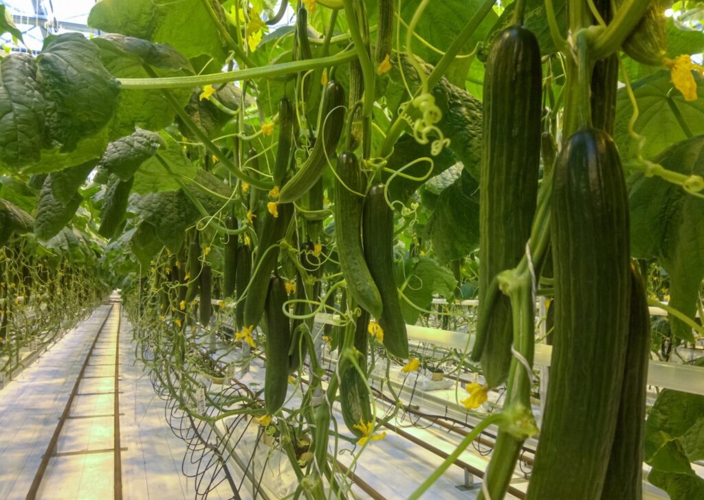 Cucumber Farming in Kenya: Everything You Need to Know - Business Radar