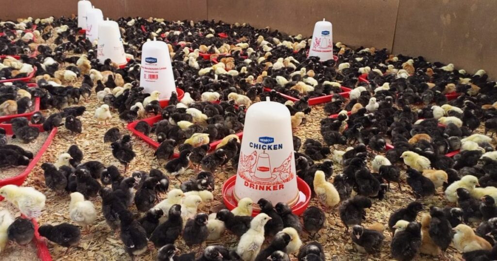 Poultry Farming in Kenya: Everything You Need to Know - Business Radar