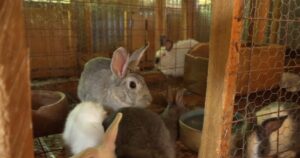 Rabbit Farming in Kenya: Everything You Need to Know - Business Radar